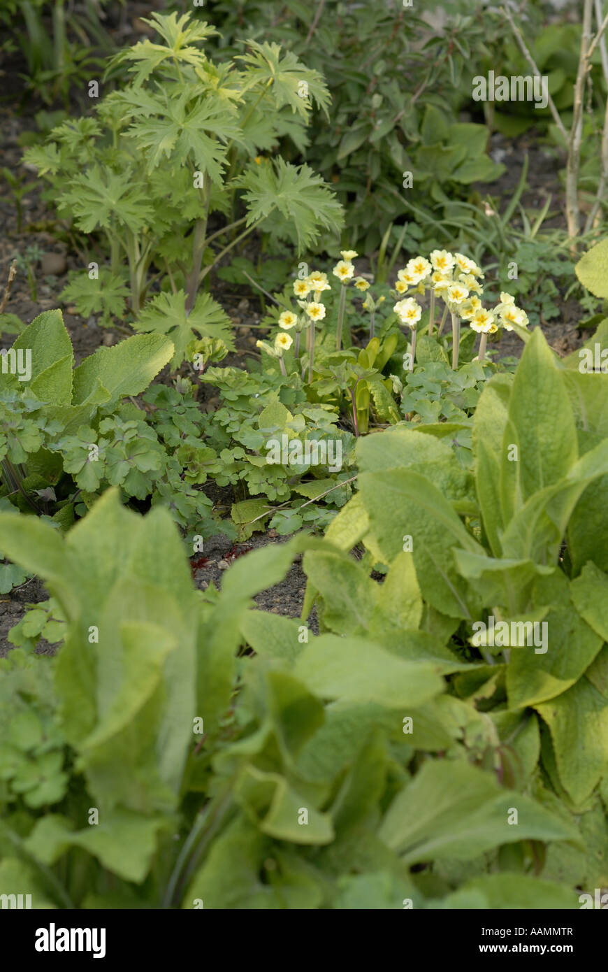 Primulas in full flower in early Spring in an Evesham garden Stock ...
