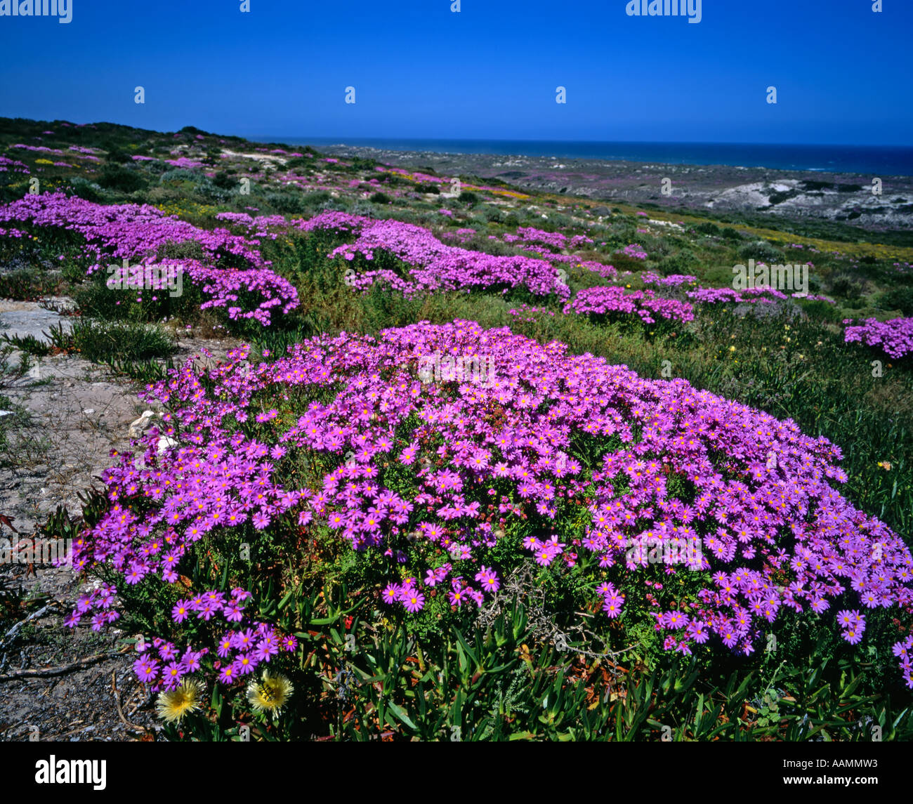 Wild flowers, Western Coast NP, South Africa Stock Photo - Alamy
