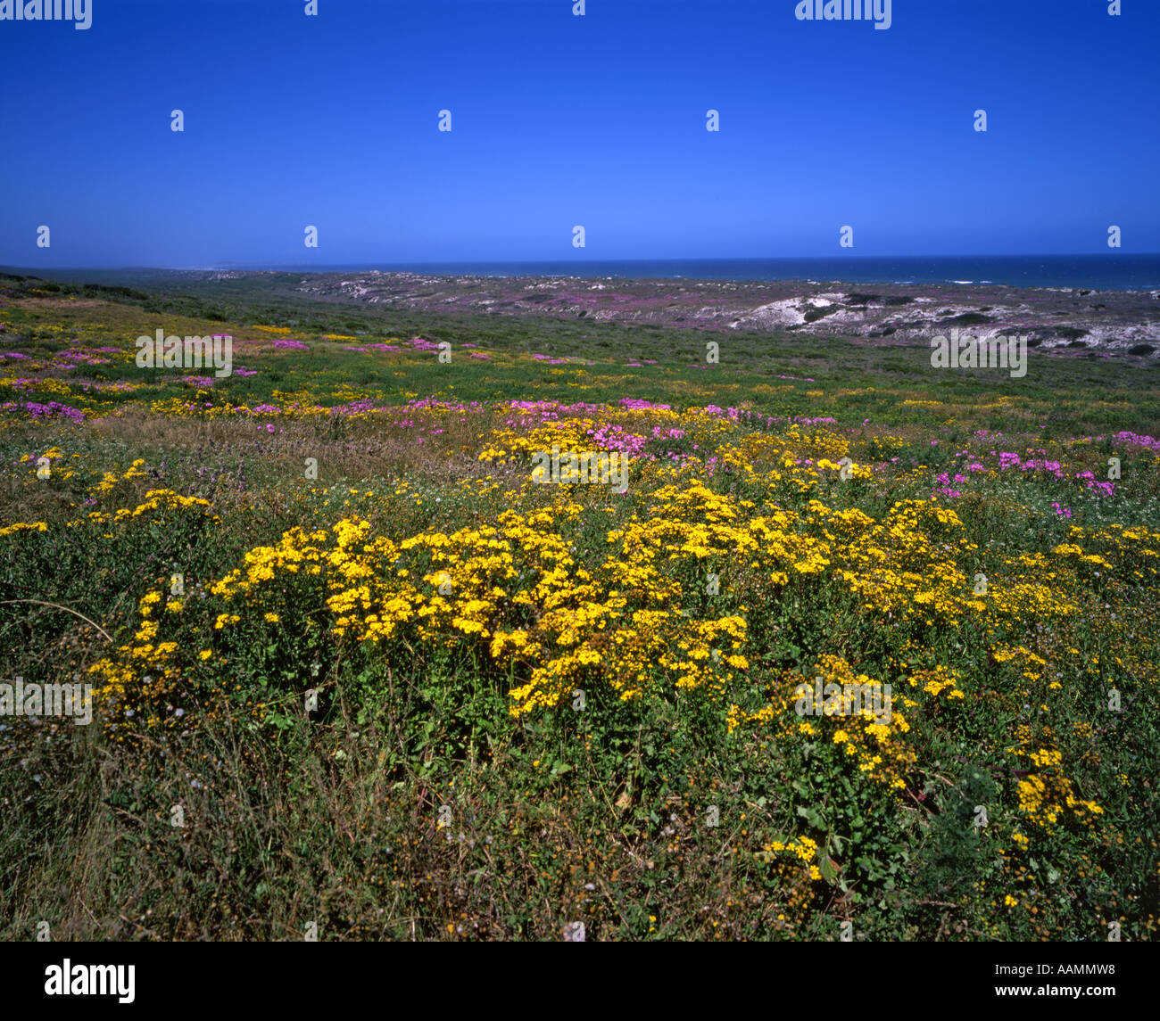 Western yellow flowers hi-res stock photography and images - Alamy