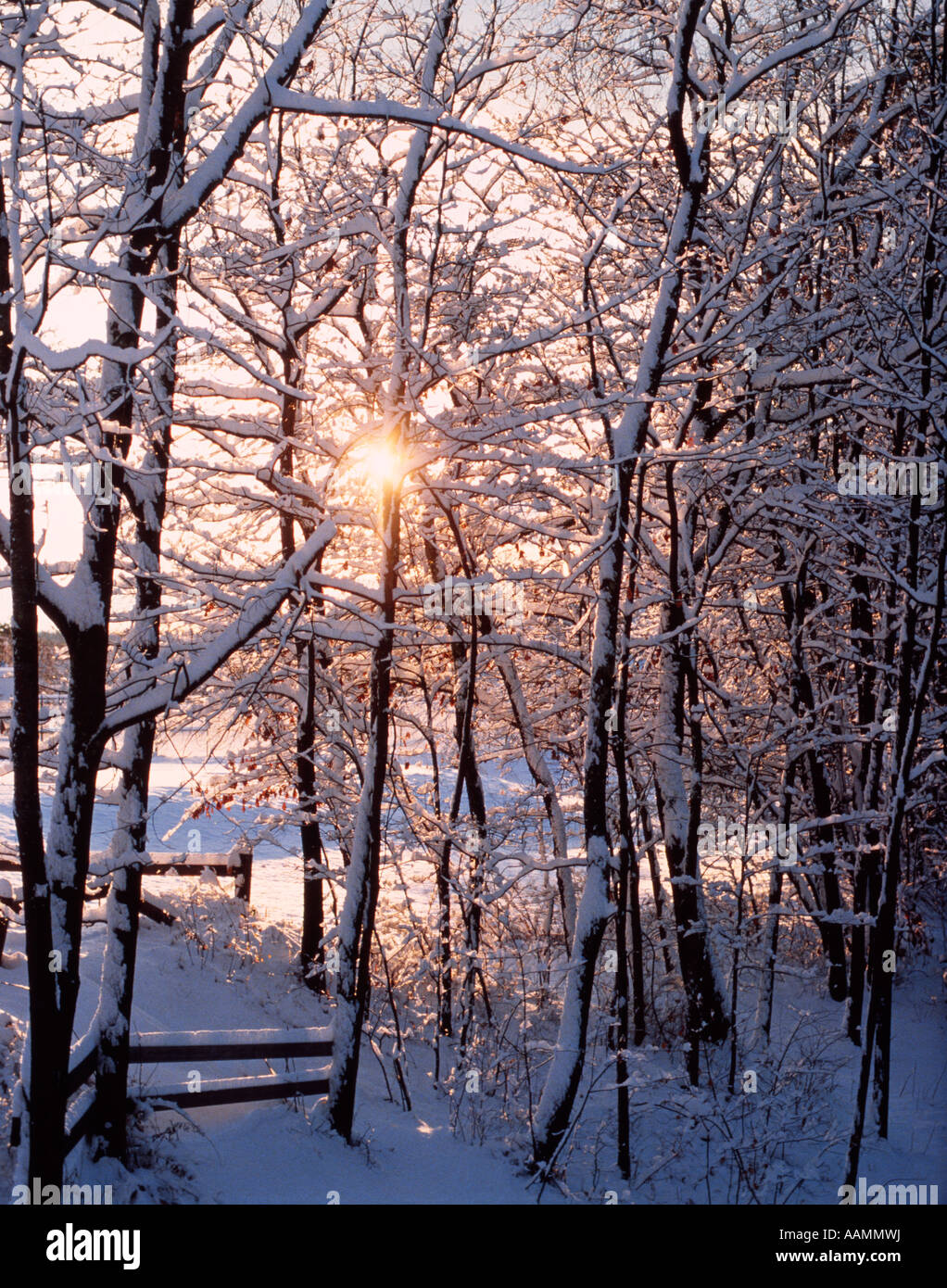 1980s SUNLIGHT COMING THROUGH YOUNG TREES COVERED IN NEW FALLEN SNOW ...