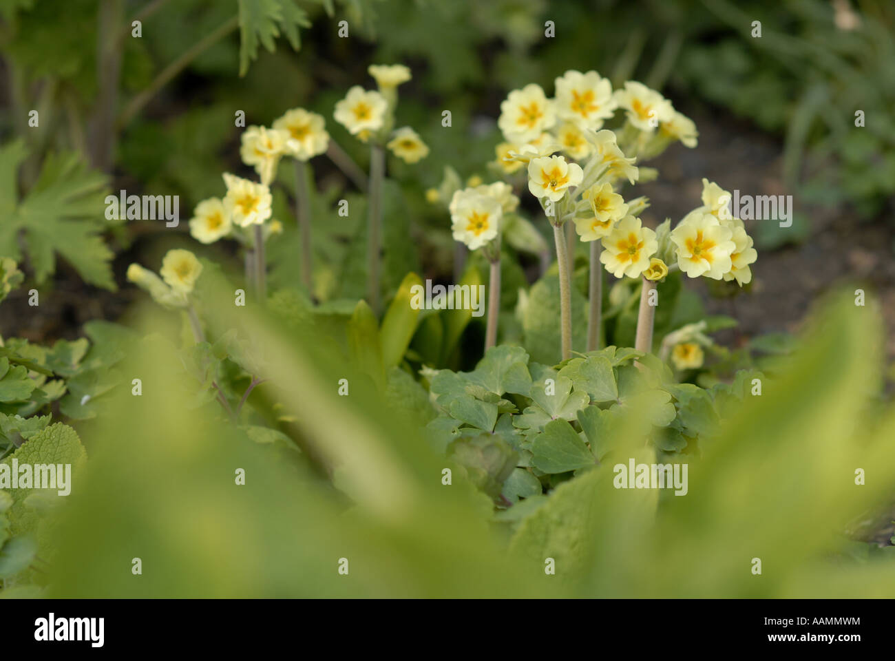 Primulas in full flower in early Spring in an Evesham garden Stock ...