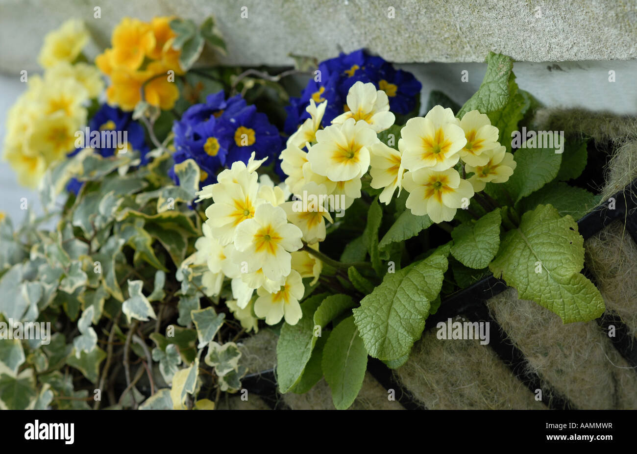 Primulas in full flower in early Spring in a wall basket in an Evesham ...