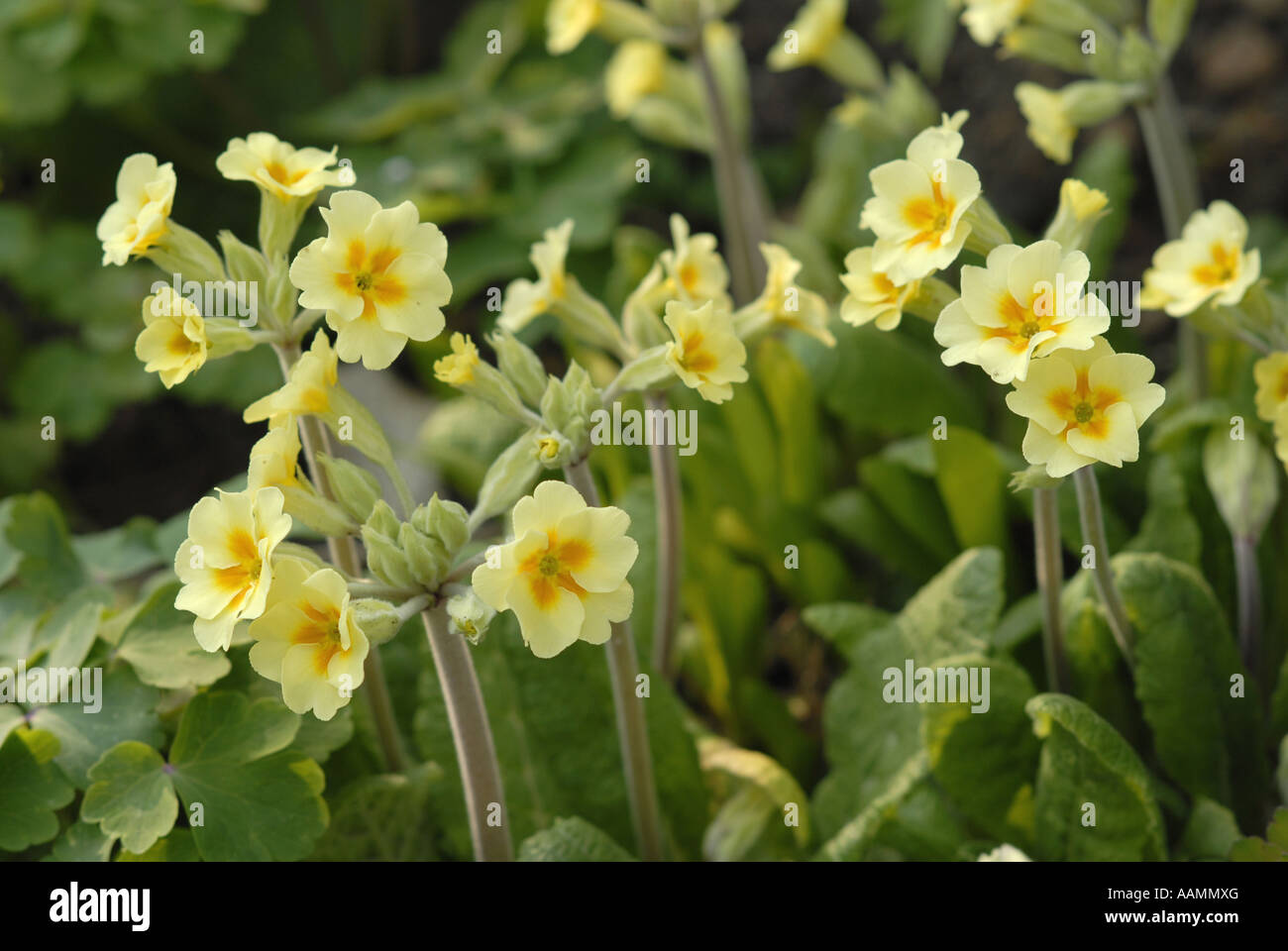 Primulas in full flower in early Spring in an Evesham garden Stock ...