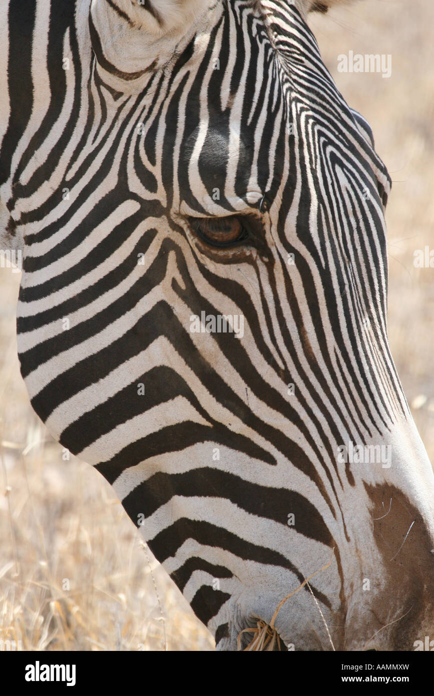 Zebra Face Close Up Stock Photo - Alamy