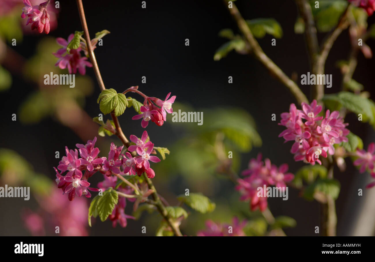 Ribes flowers during Spring Stock Photo - Alamy