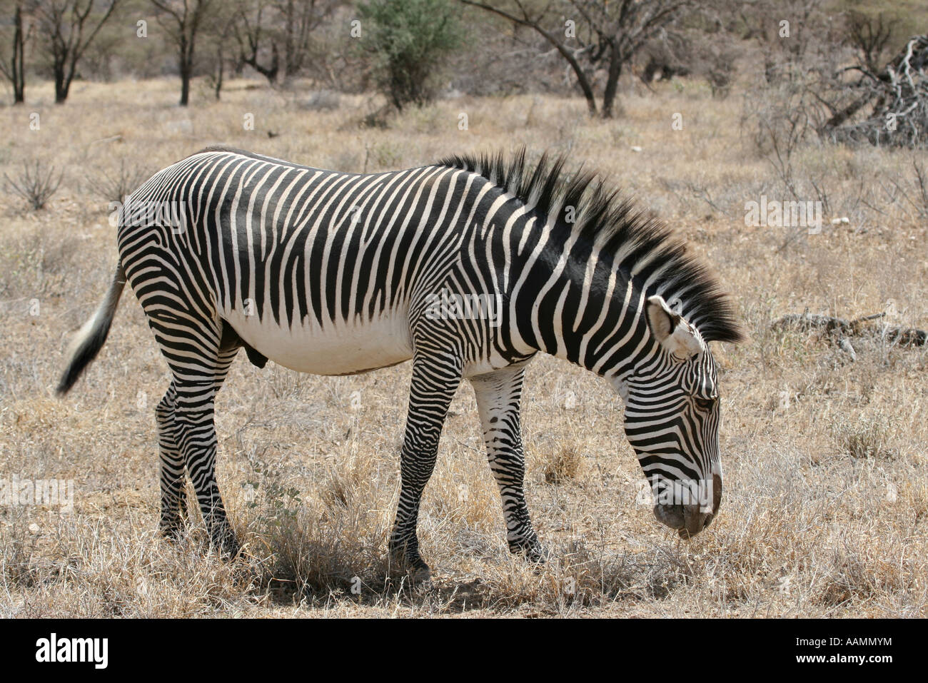 Adapted to arid plains hi-res stock photography and images - Alamy