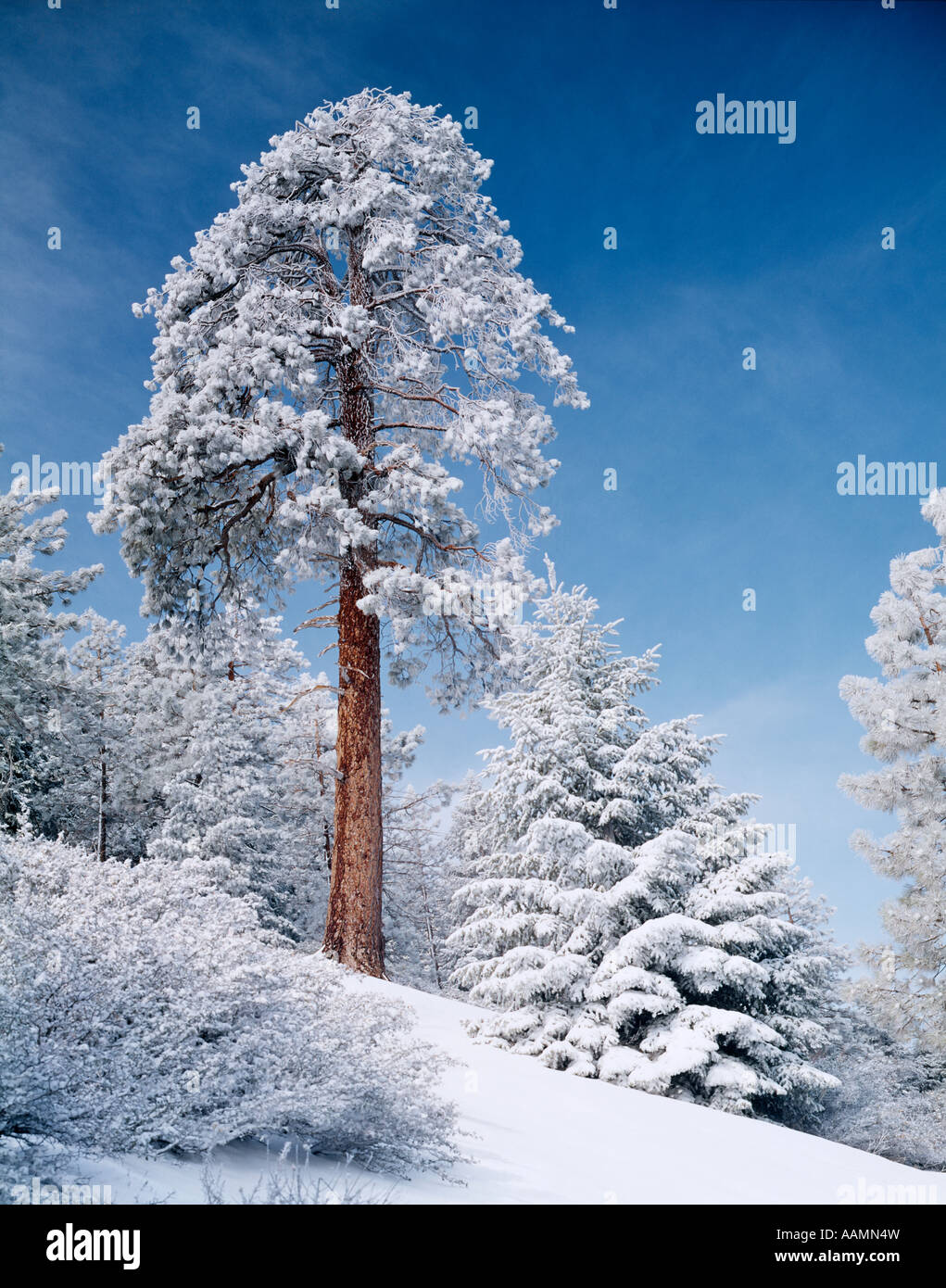 SNOW-CAPPED PONDEROSA PINE TREE ON SNOWCOVERED SLOPE ANGELES NATIONAL ...