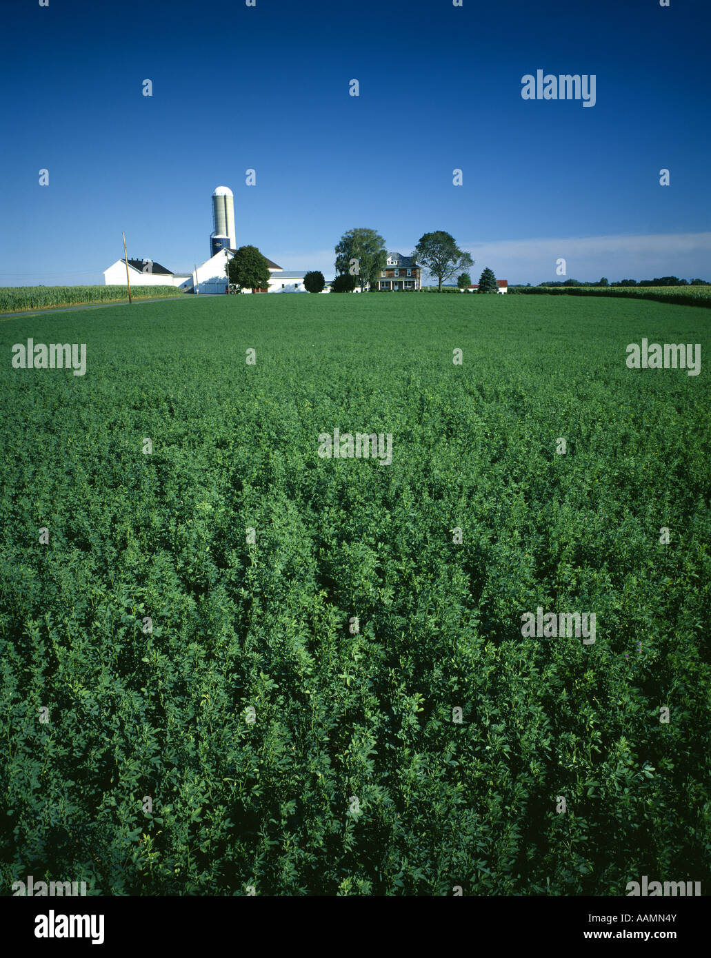 ALFALFA GROWING ON BEEF AND POULTRY FARM PENNSYLVANIA Stock Photo - Alamy