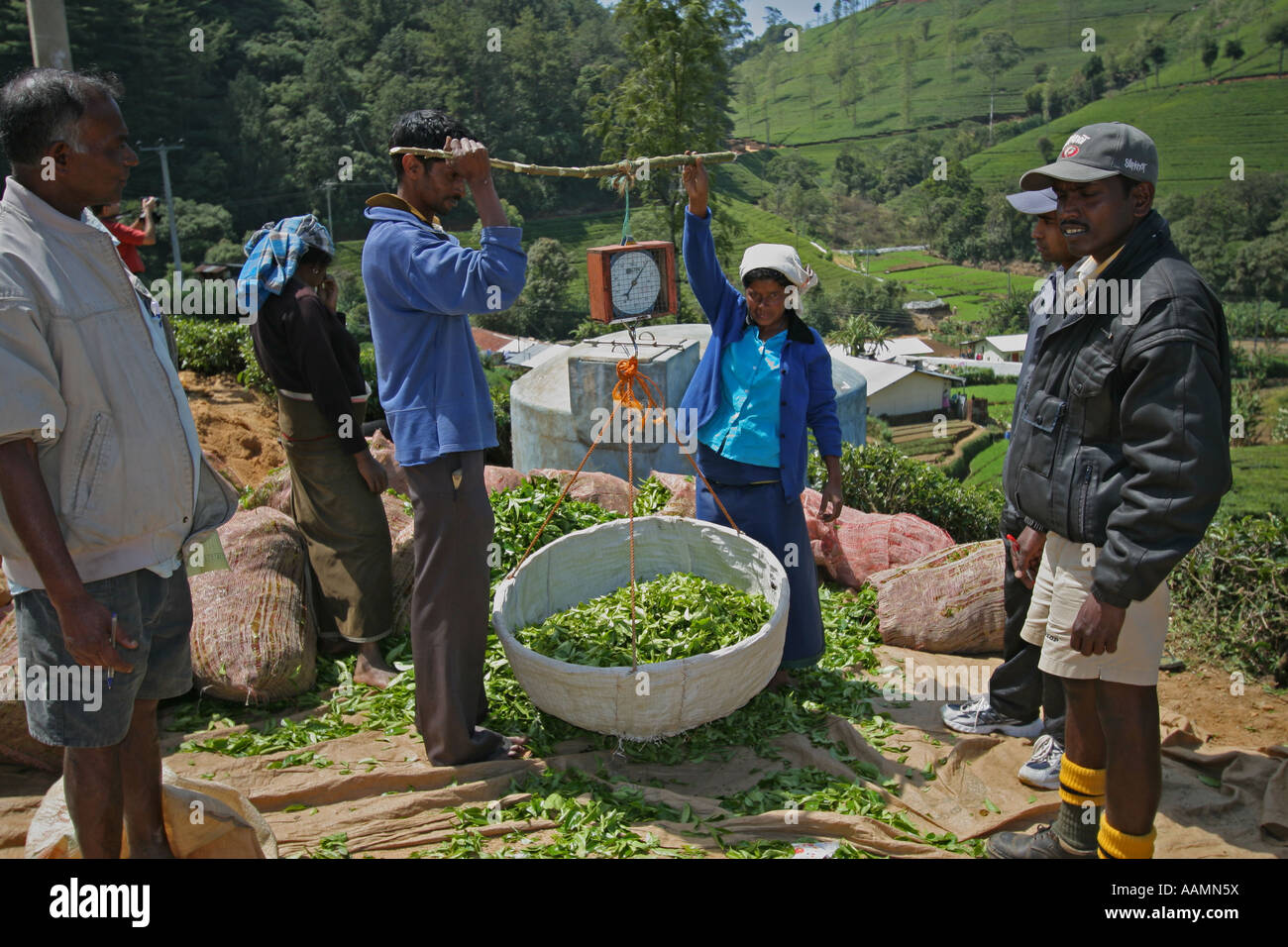 Tea pluckers weighing the daily tea crop known as the "Tea Muster Stock ...