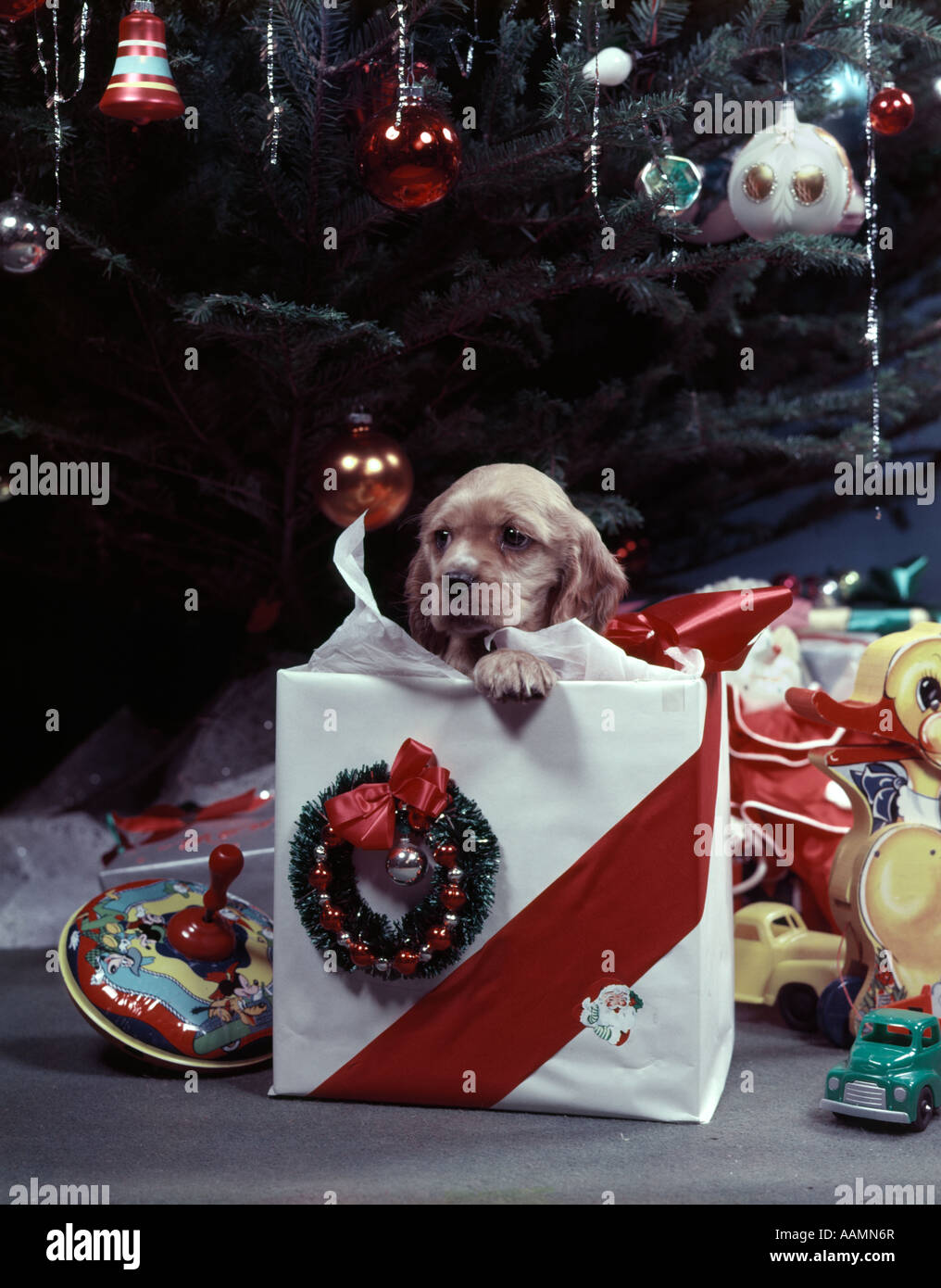 1950s COCKER SPANIEL DOG PUPPY PEEKING OUT OF WHITE GIFT WRAPPING ...