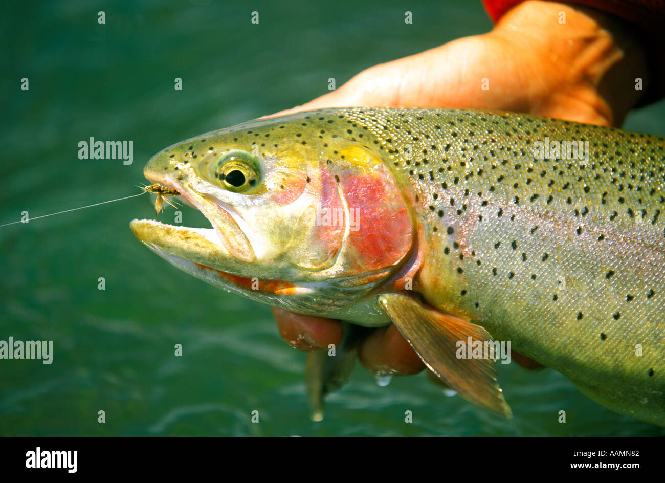 Fisherman releasing Trophy Rainbow Trout Hybrid on the Henry s Fork of ...