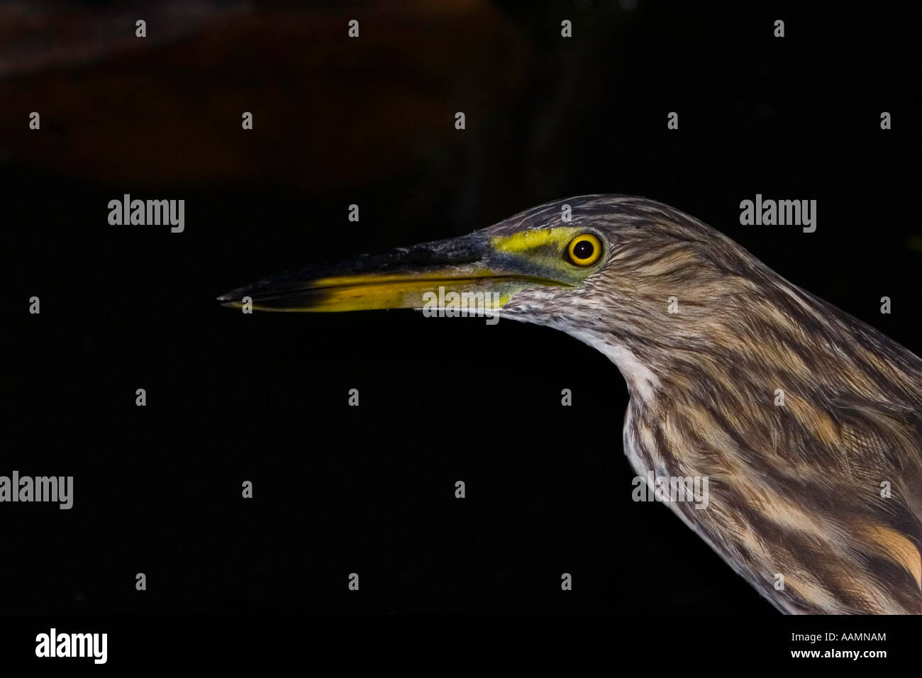 Indian Pond Heron - Ardeola grayii Stock Photo - Alamy