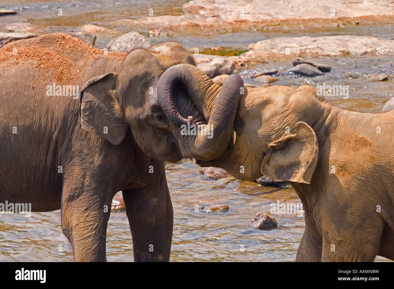Elephant Bulls Tussle Stock Photo - Alamy