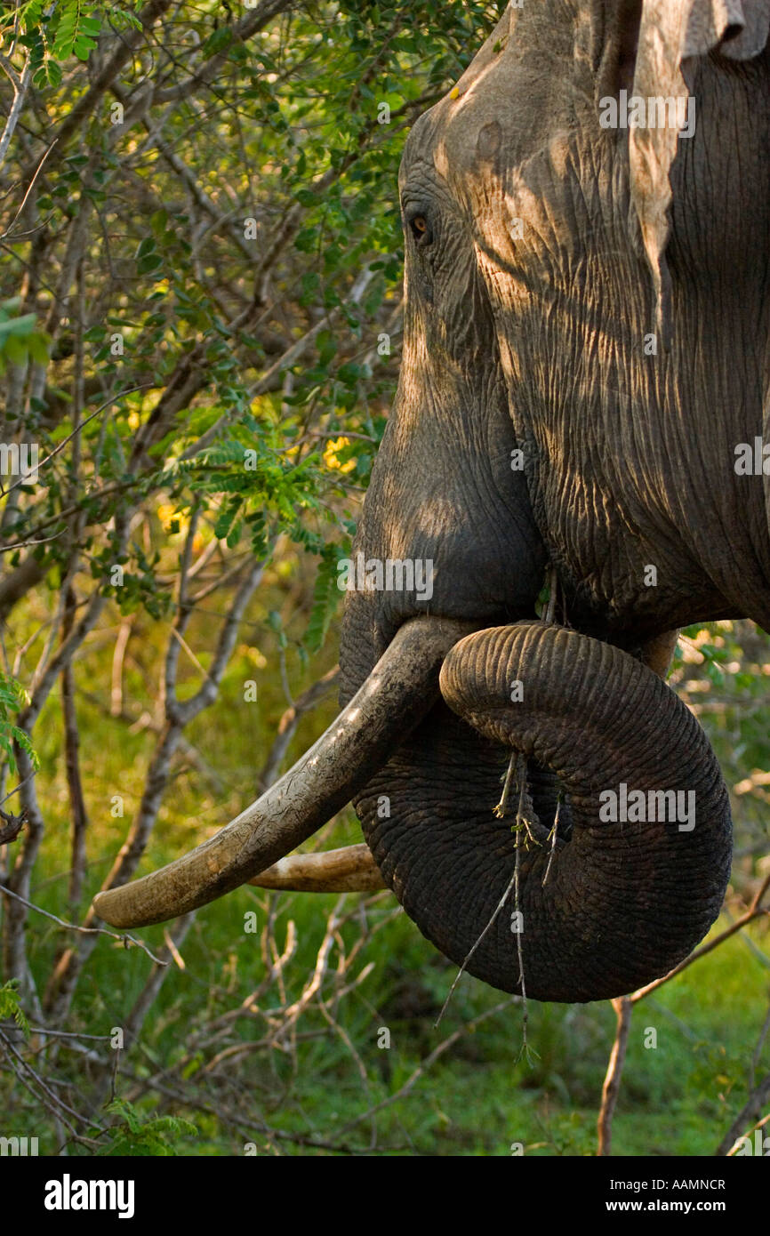 A wild bull elephant forages in dry scrub jungle at Yala National Park ...