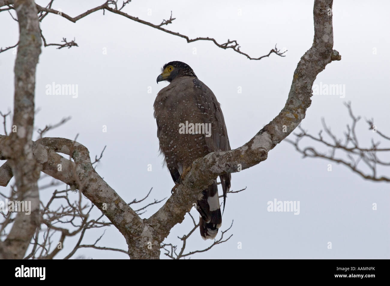 Crested Serpent Eagle - Spilornis cheela Stock Photo - Alamy