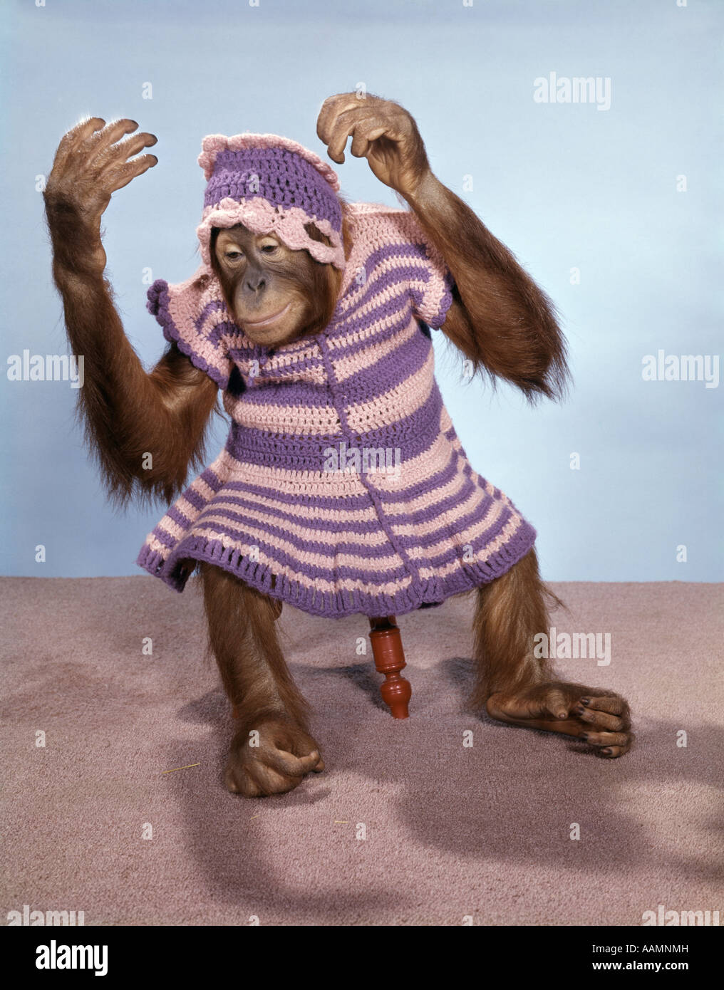 1960s YOUNG ORANGUTAN IN KNIT DRESS AND DANCING IN STUDIO Pongo ...