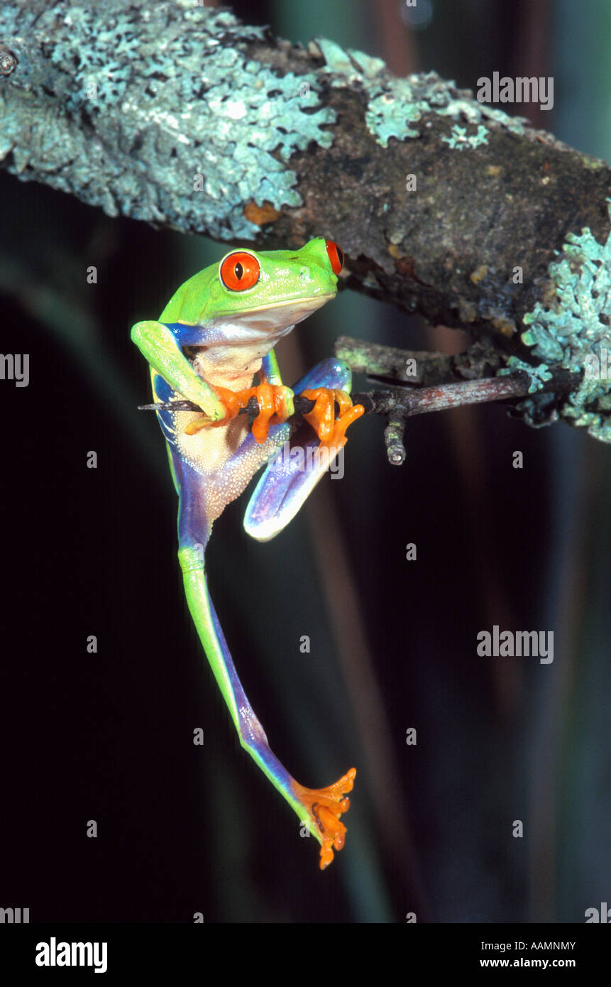RED-EYED TREE FROG Agalychnis callidryas CENTRAL AMERICA Stock Photo ...