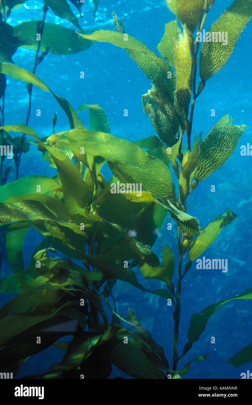 NATURAL KELP IN AQURIUM Stock Photo - Alamy