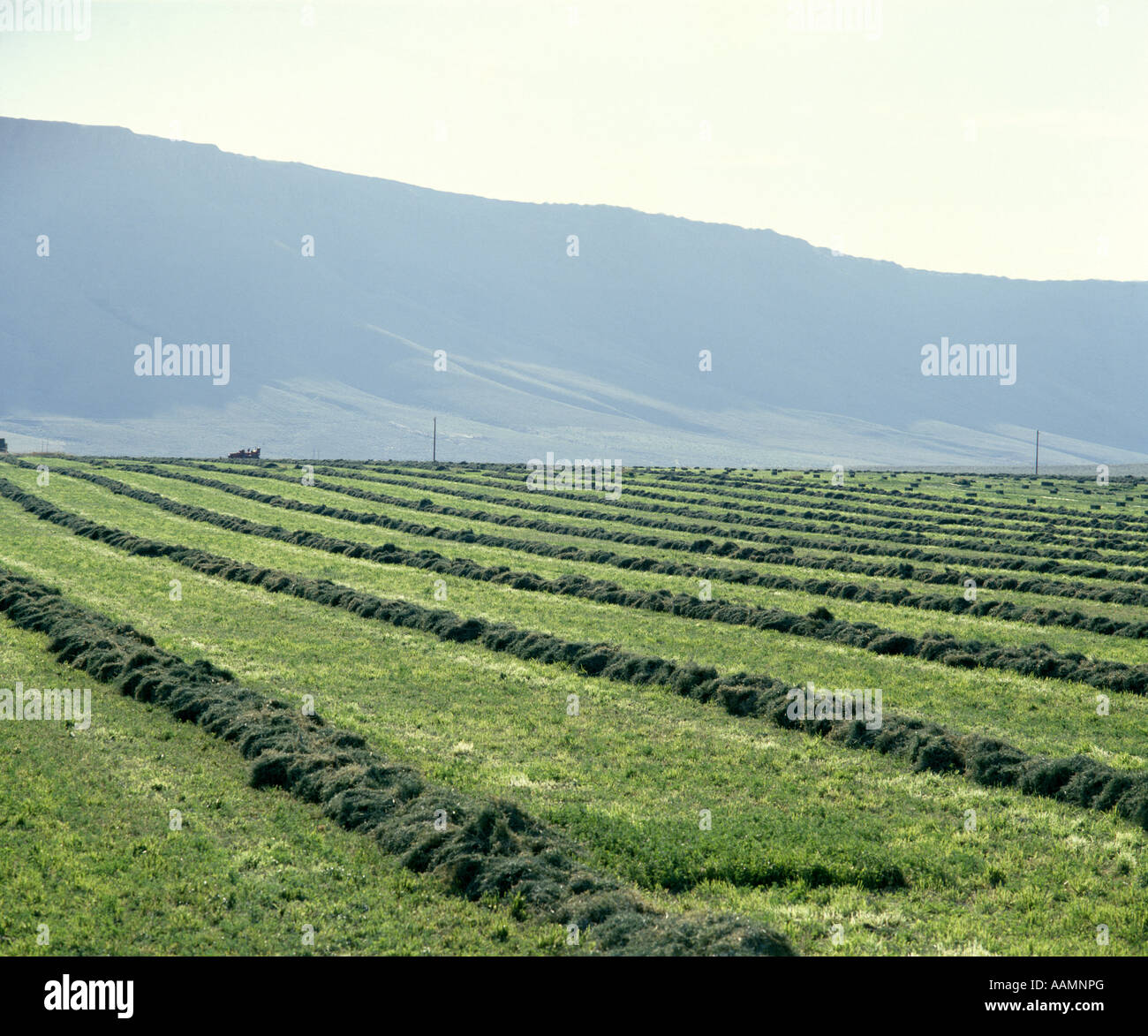 EXCELLENT WINDROWED ALFALFA N OF MALTA IDAHO Stock Photo - Alamy