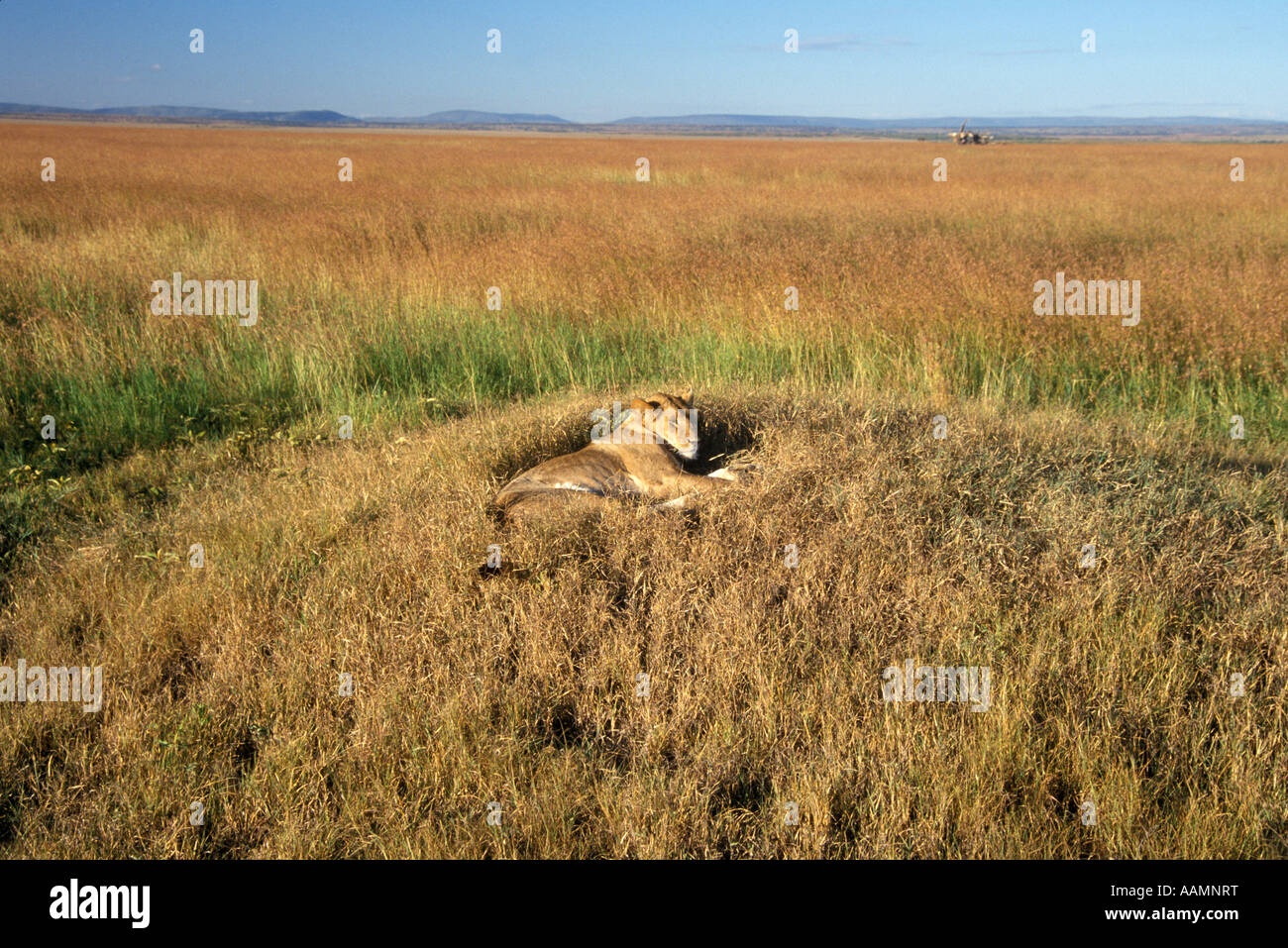 MASAI MARA GAME RESERVE KENYA LION SLEEPING IN NEST ON MOUND Stock ...