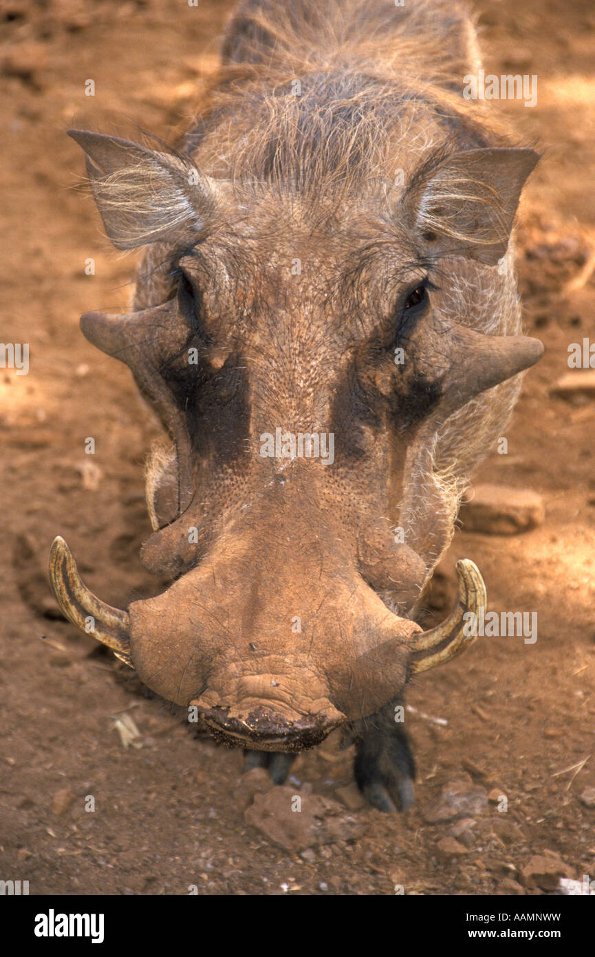 Warthog head large tusks hi-res stock photography and images - Alamy
