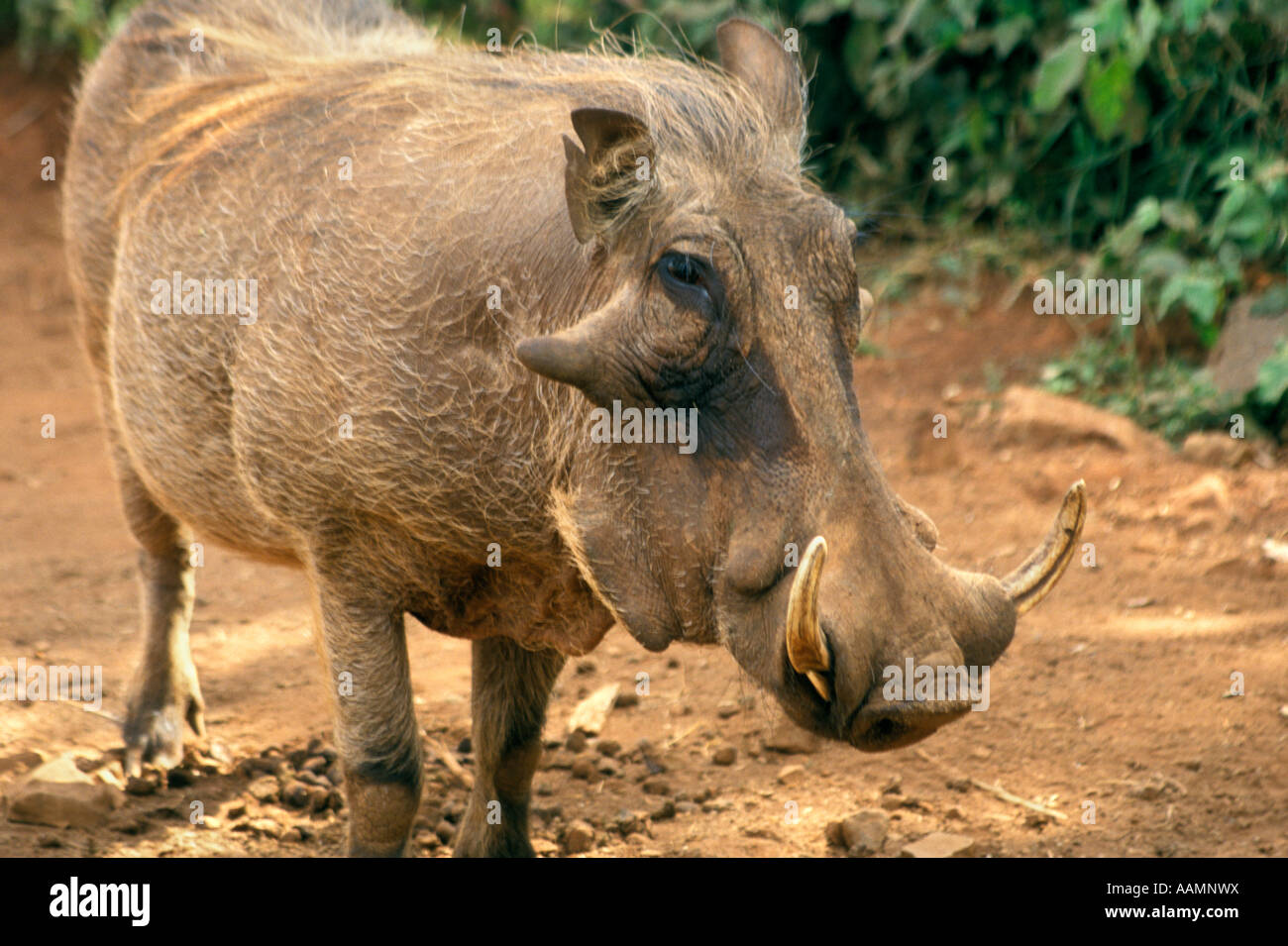 Warthog head large tusks hi-res stock photography and images - Alamy