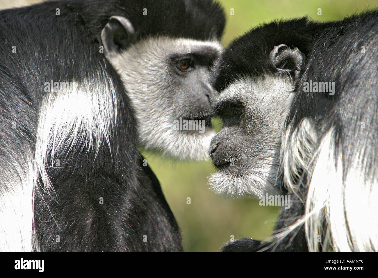 Primates face hi-res stock photography and images - Alamy