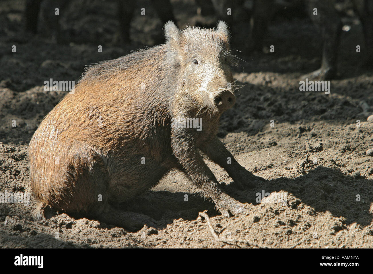A wild boar (sus scrofa) sitting on muddy ground Stock Photo - Alamy