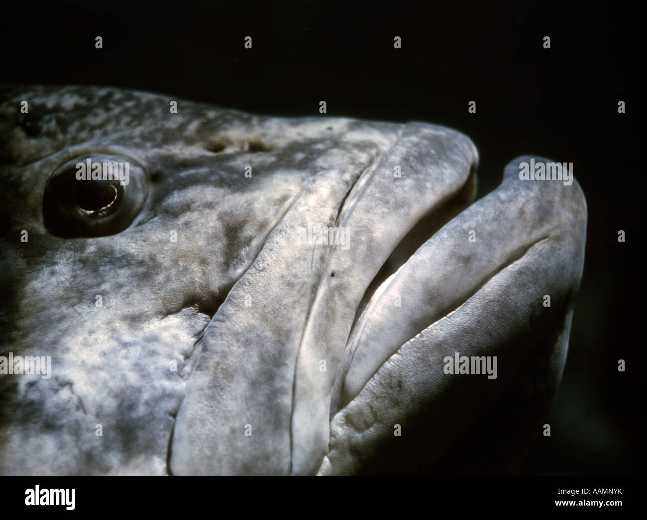 Sad fish face hi-res stock photography and images - Alamy