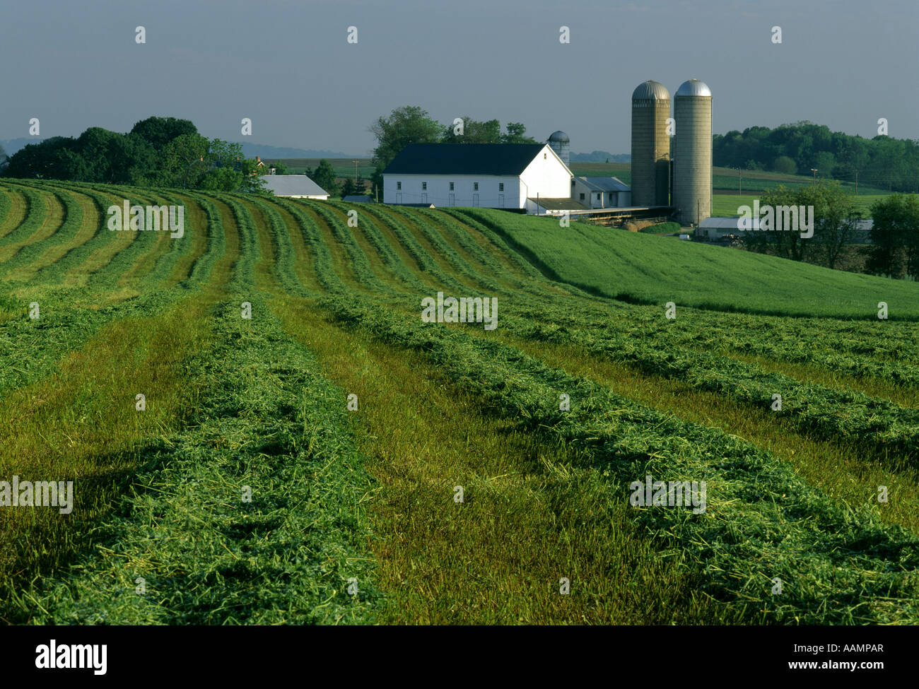 ALFALFA ON SWATH ON DAIRY FARM PENNSYLVANIA Stock Photo - Alamy