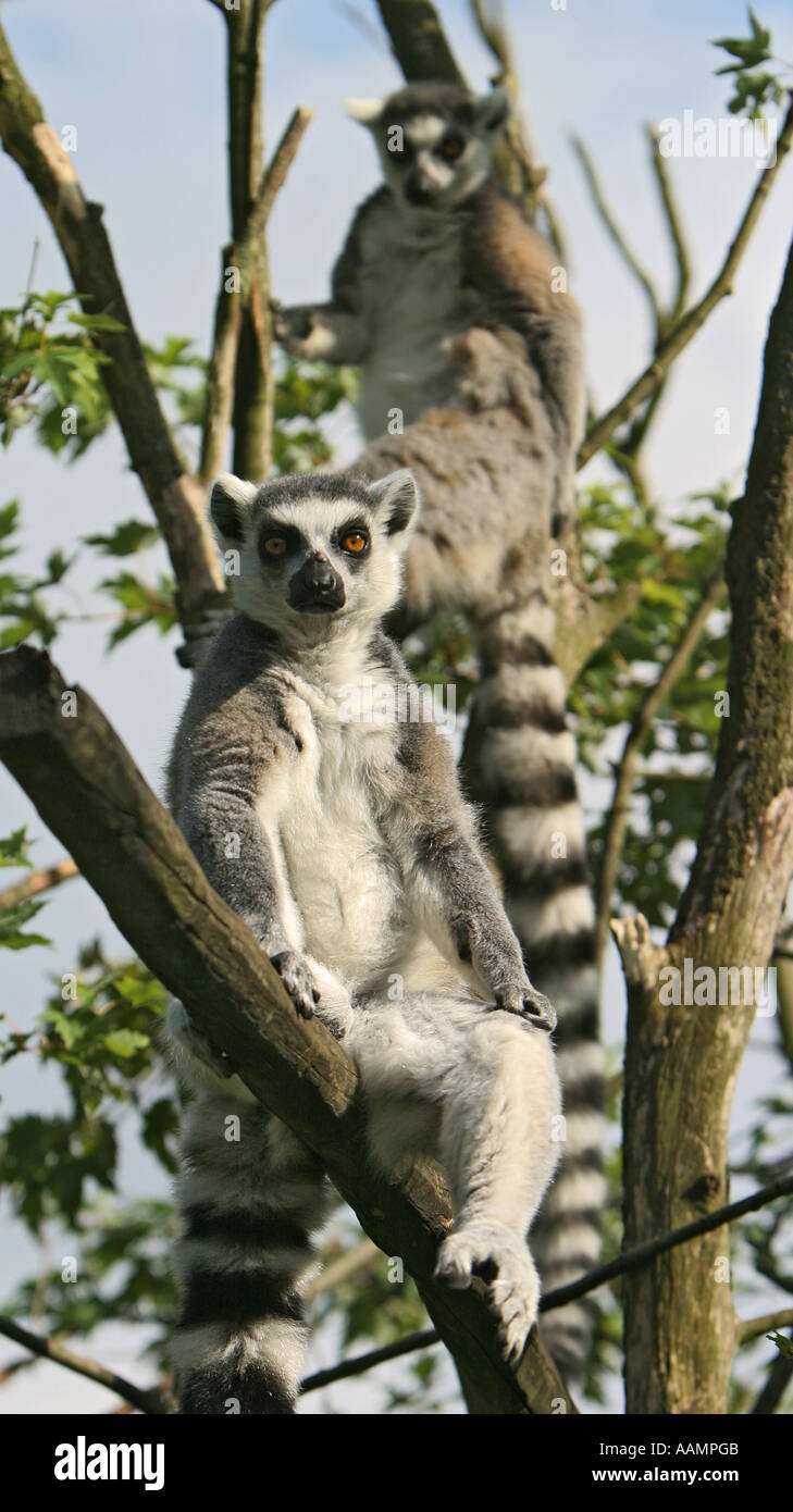 Two ring-tailed lemurs (lemur catta) sitting on a tree Stock Photo - Alamy