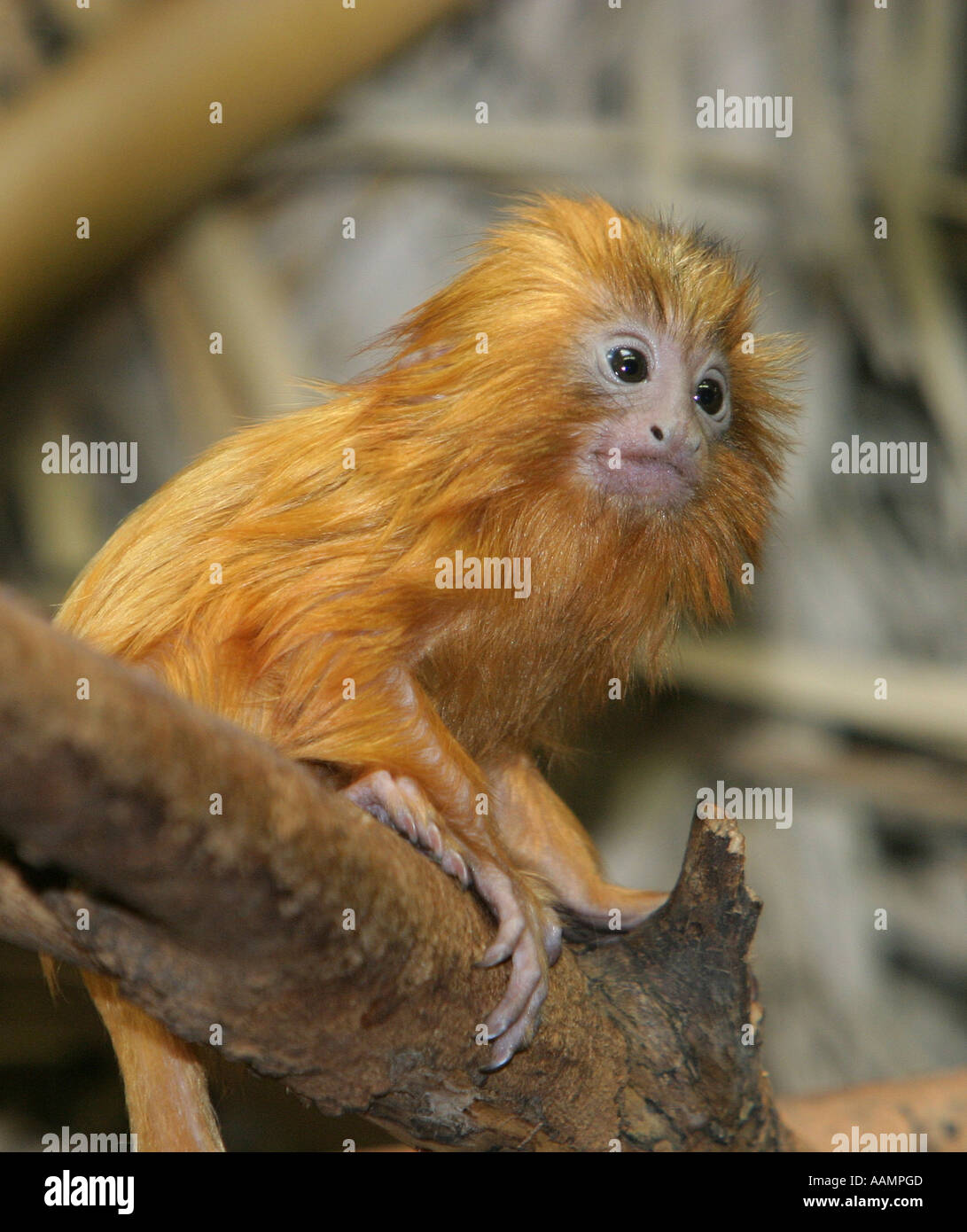 A young golden lion tamarin (leontopithecus rosalia), 18 days old ...