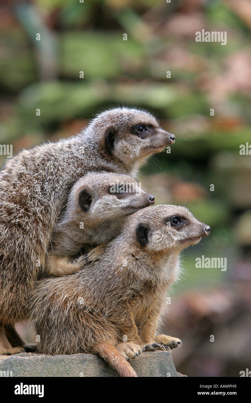 Three meerkats (suricata suricatta) keeping watch while sitting close ...