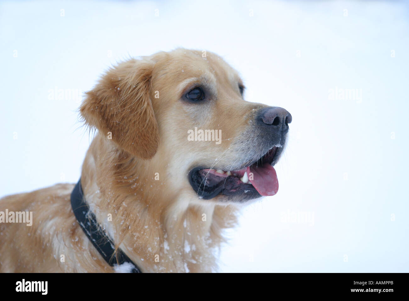 Golden retriver hi-res stock photography and images - Alamy