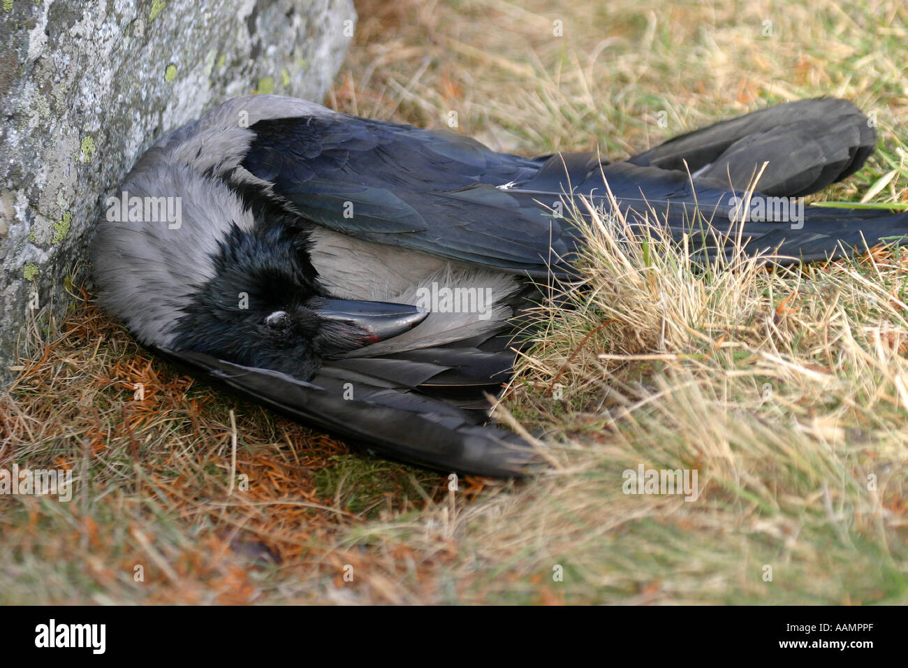 Dead crow hi-res stock photography and images - Alamy