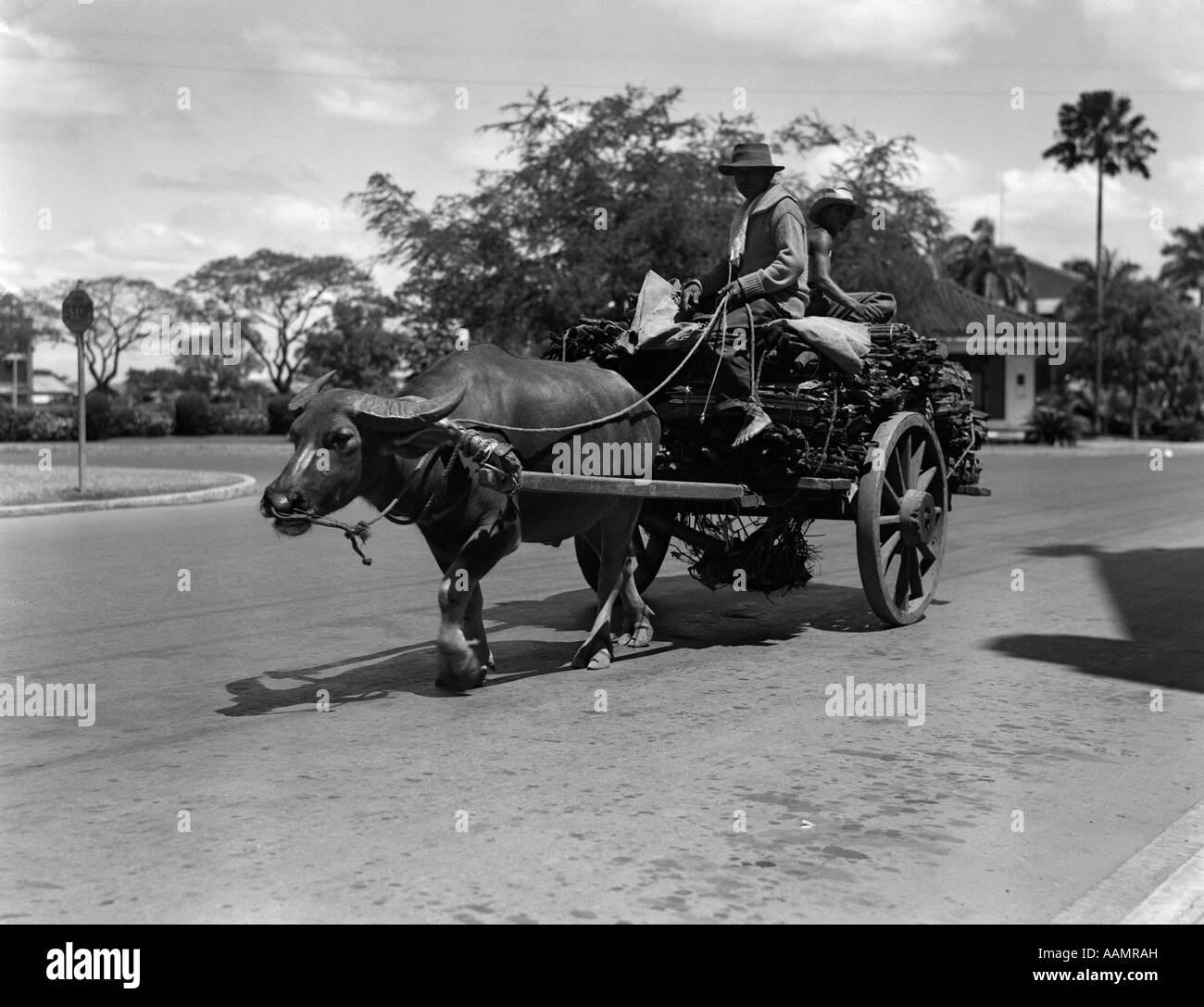 Man riding buffalo hi-res stock photography and images - Alamy