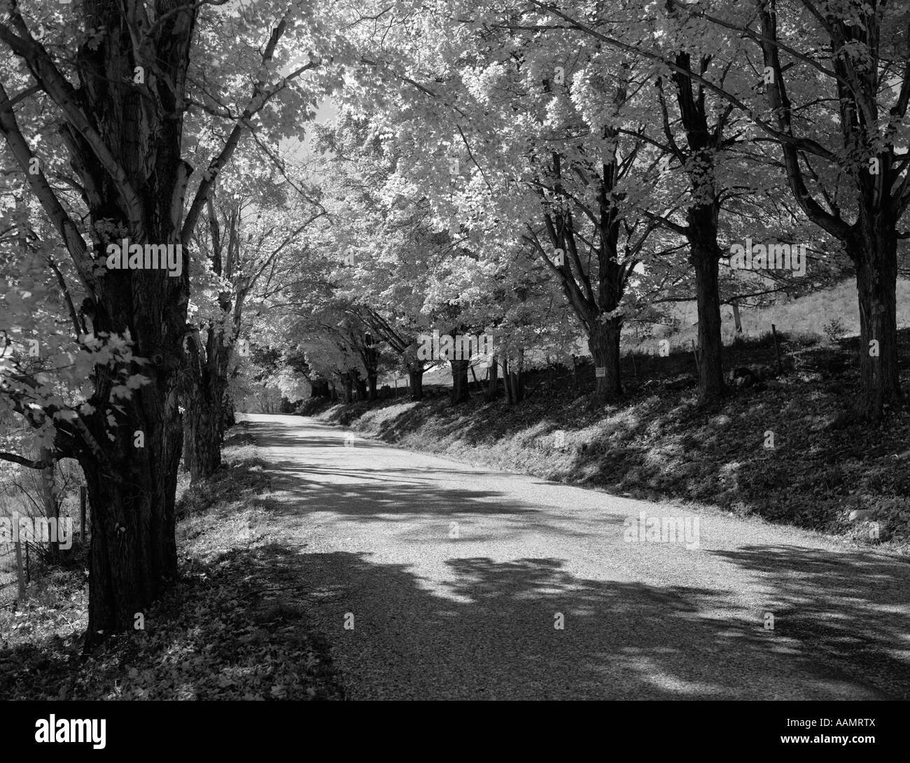 New england trees fall Black and White Stock Photos & Images - Alamy