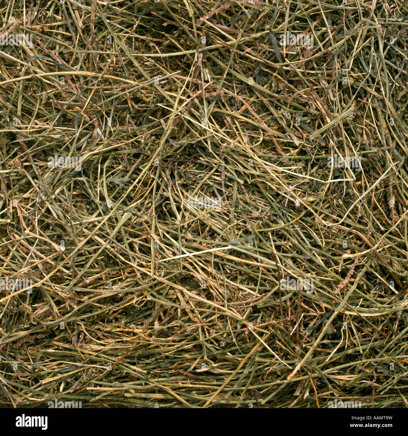 Georgia united states activities hi-res stock photography and images ...