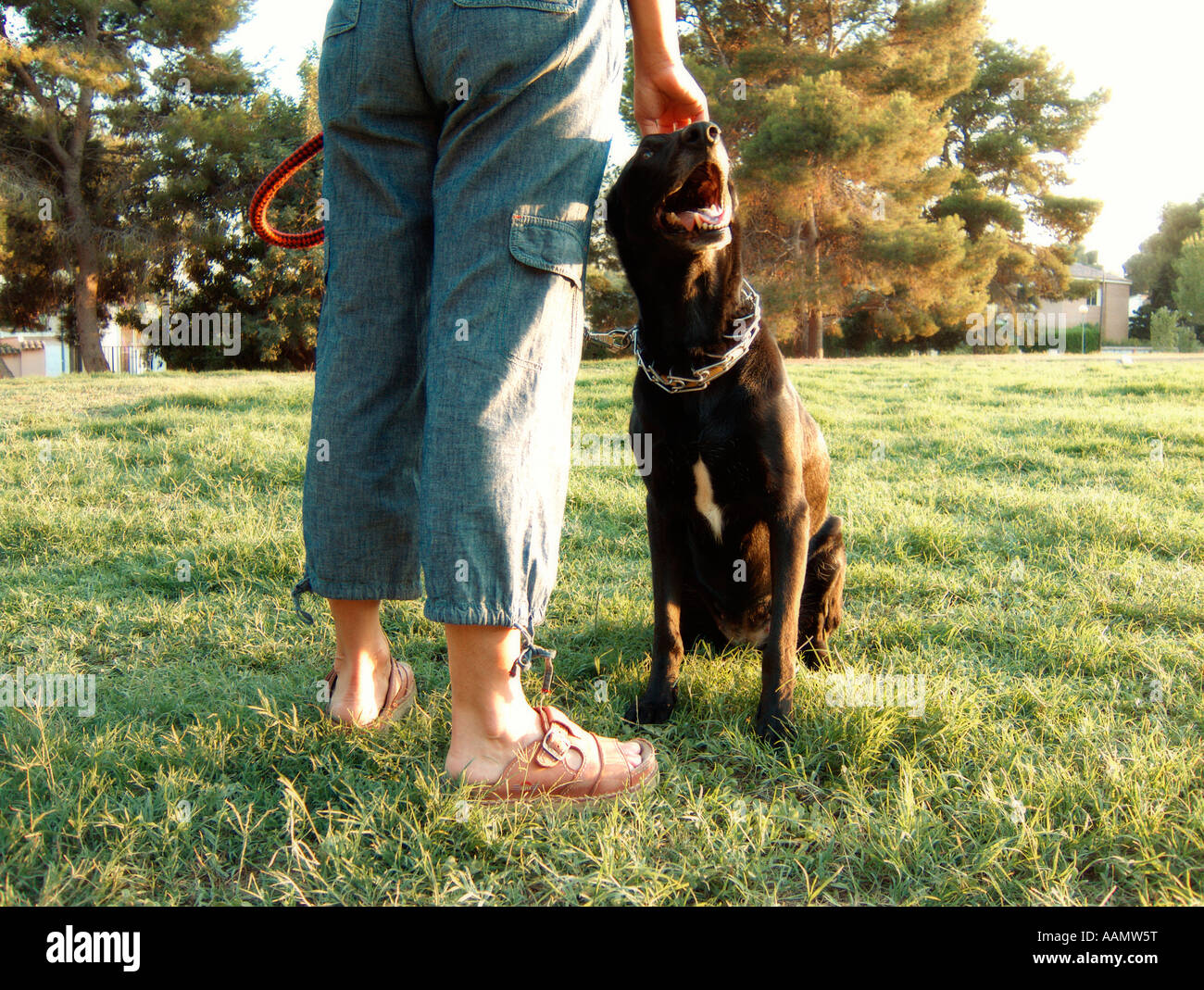 Dog communicating with owner hi-res stock photography and images - Alamy