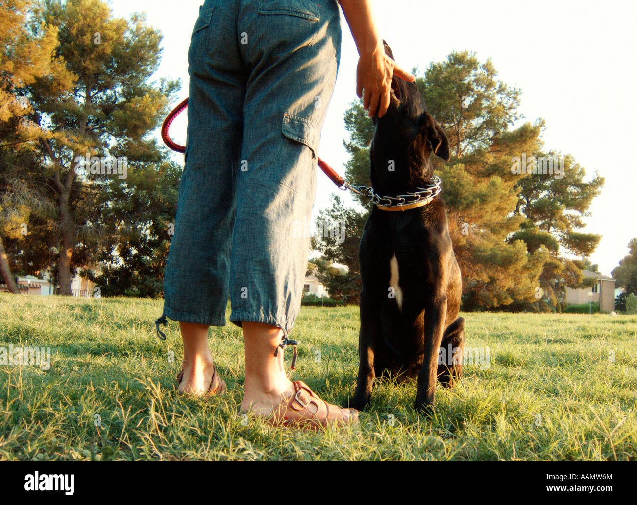 Domestic dog having a walk with his owner Stock Photo - Alamy