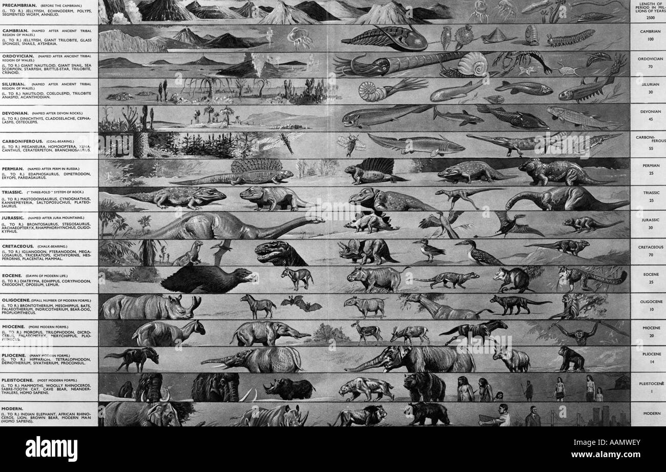 DRAWING OF TIME LINE OF EVOLUTION OF LIFE FROM PRECAMBRIAN JELLYFISH TO ...