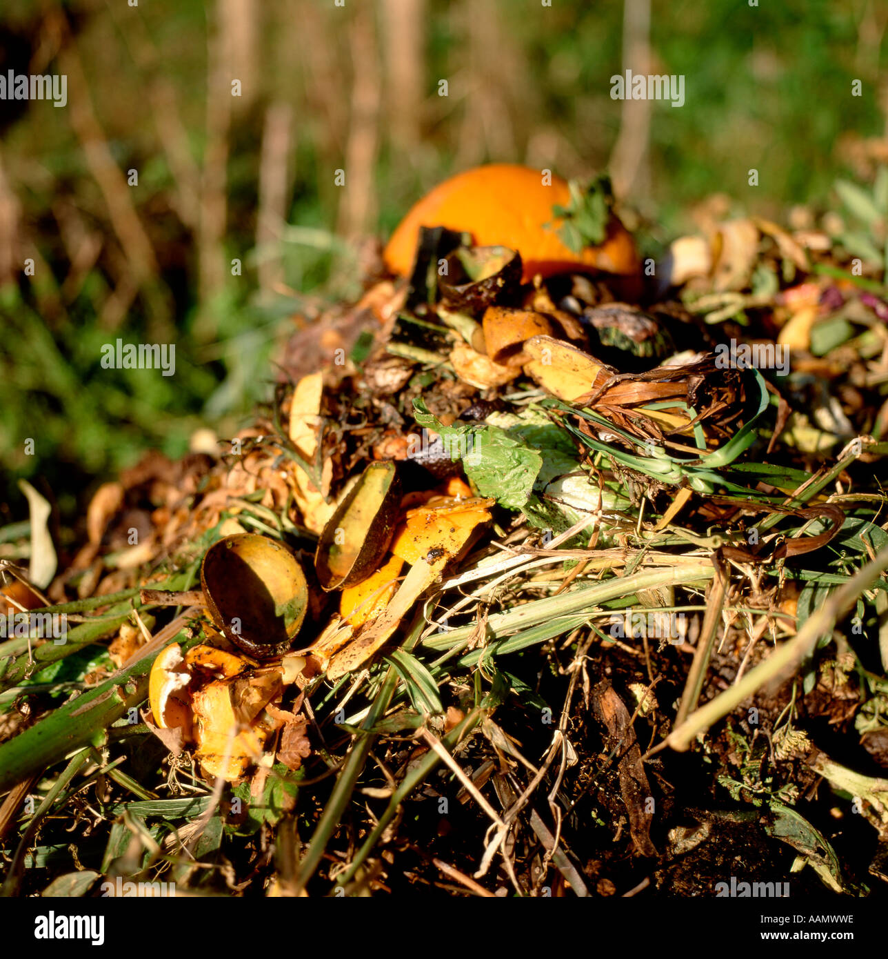 A compost heap in the garden rotting fruit and vegetables in Wales, UK ...