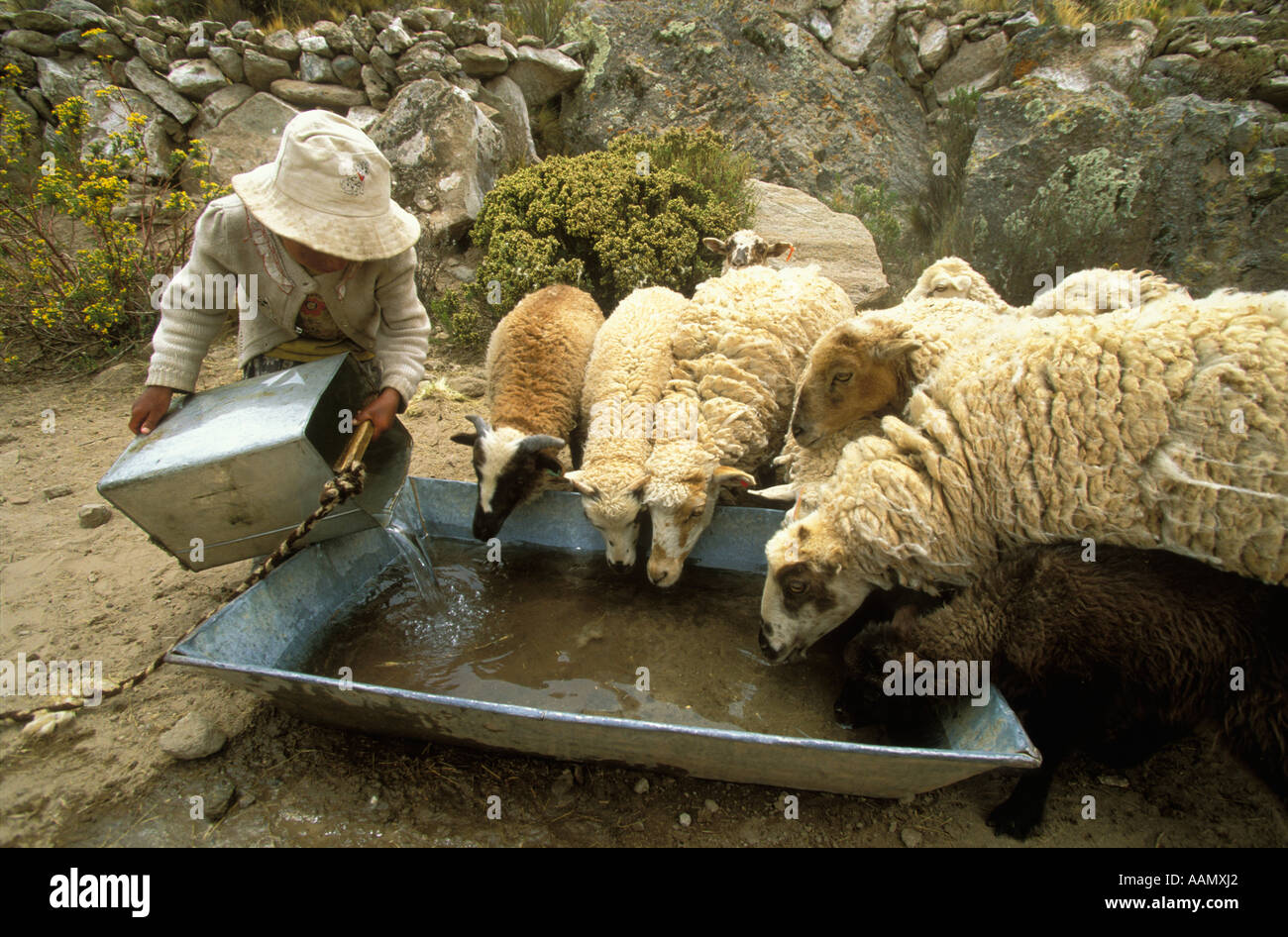 Sheep drinking water trough in hi-res stock photography and images - Alamy