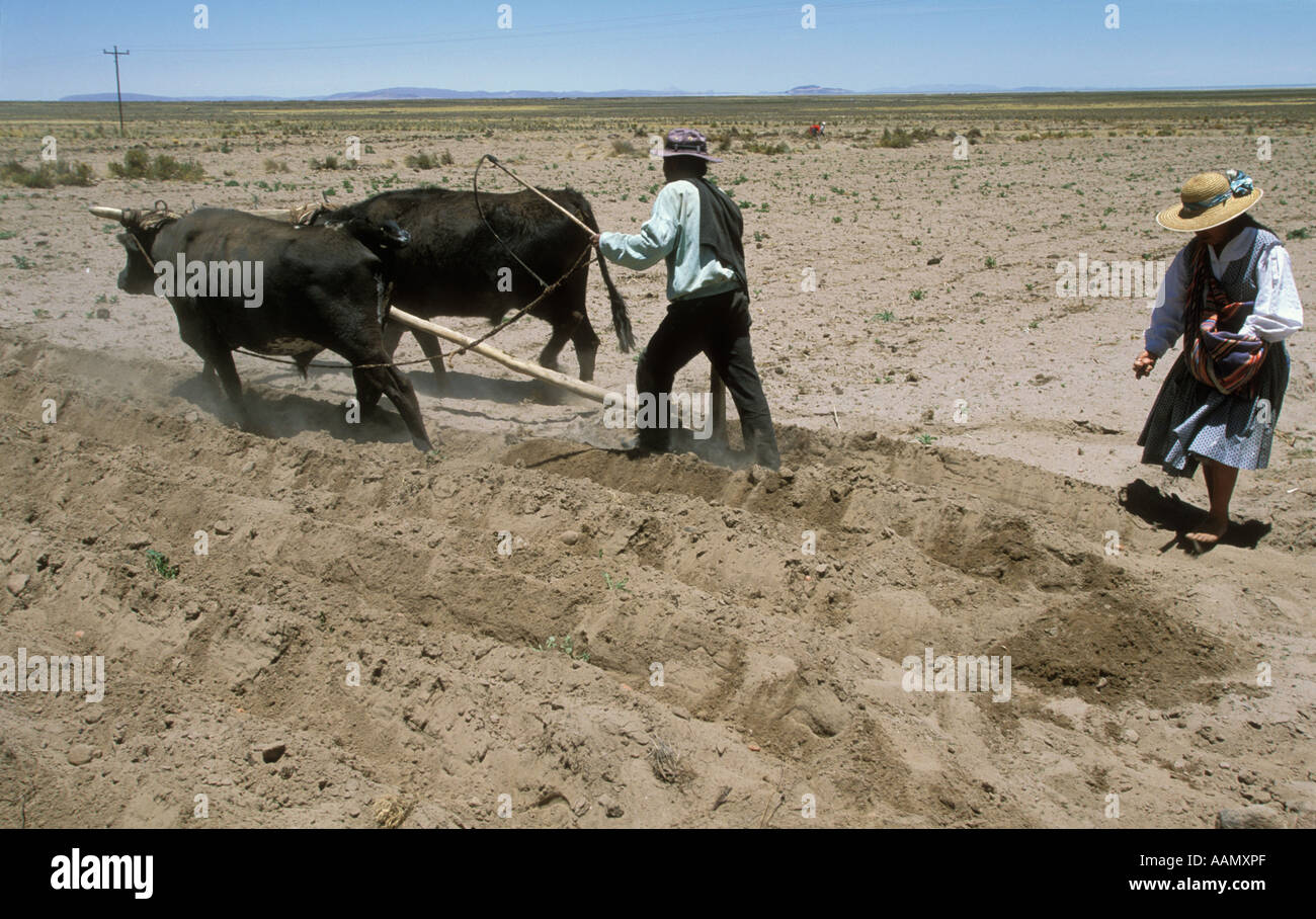 A potato farmer leads two oxen pulling a plow as another farmer plants ...