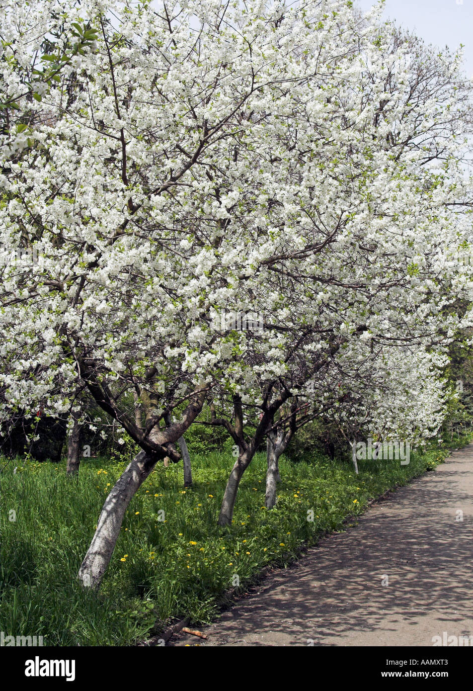 Sour Cherry Trees In Sofia The Capital Of Bulgaria Stock Photo - Alamy