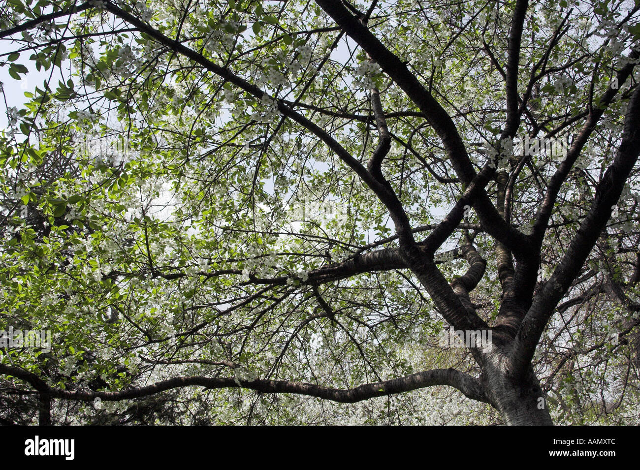 Sour Cherry Trees In Sofia The Capital Of Bulgaria Stock Photo - Alamy