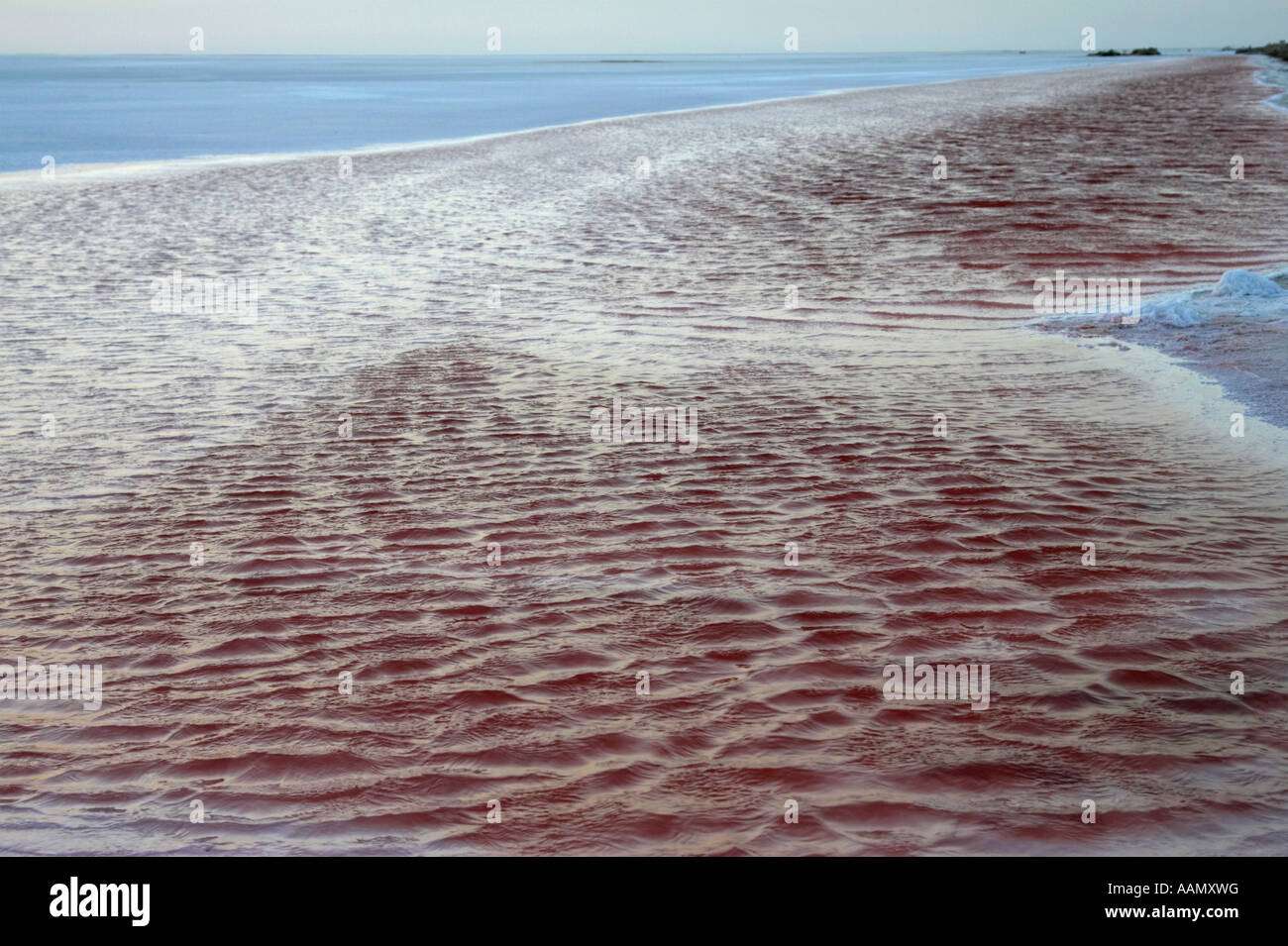 pink super saturated salt water lake on edge of salt flats chott el ...