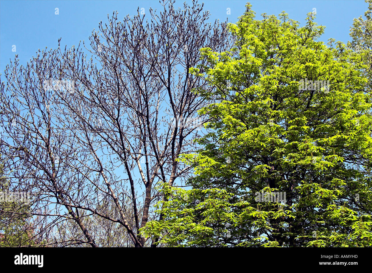 Two Trees Old And New In Sofia The Capital Of Bulgaria Stock Photo - Alamy
