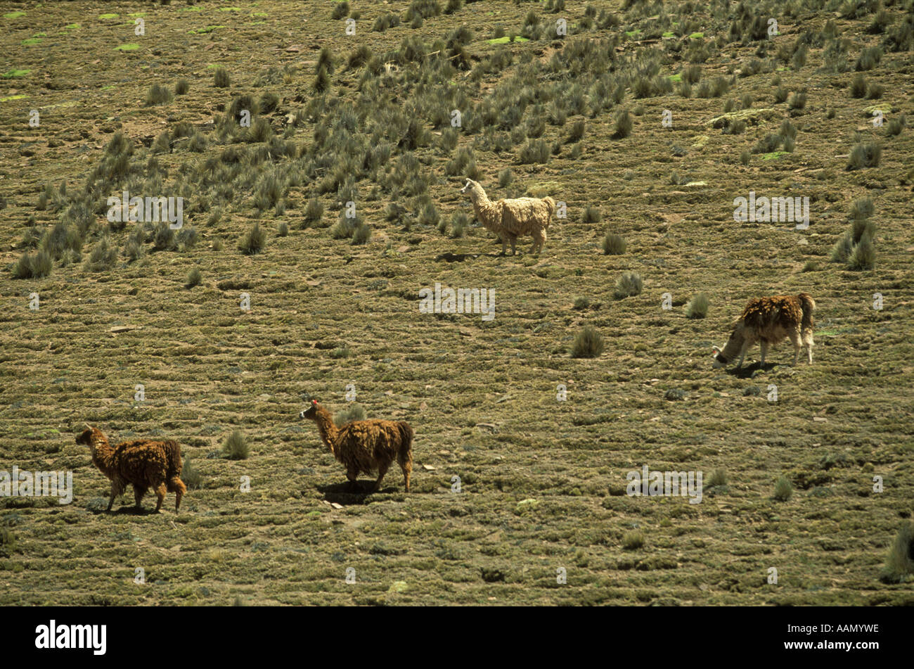 Cochabamba mountains hi-res stock photography and images - Alamy