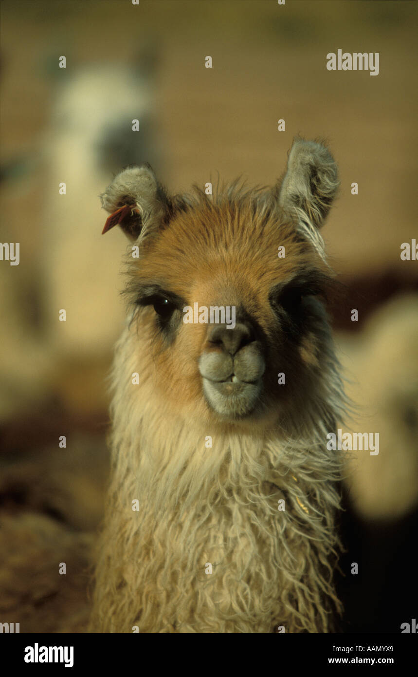 Llama on a commercial llama farm in Oruro Department Bolivia Stock ...